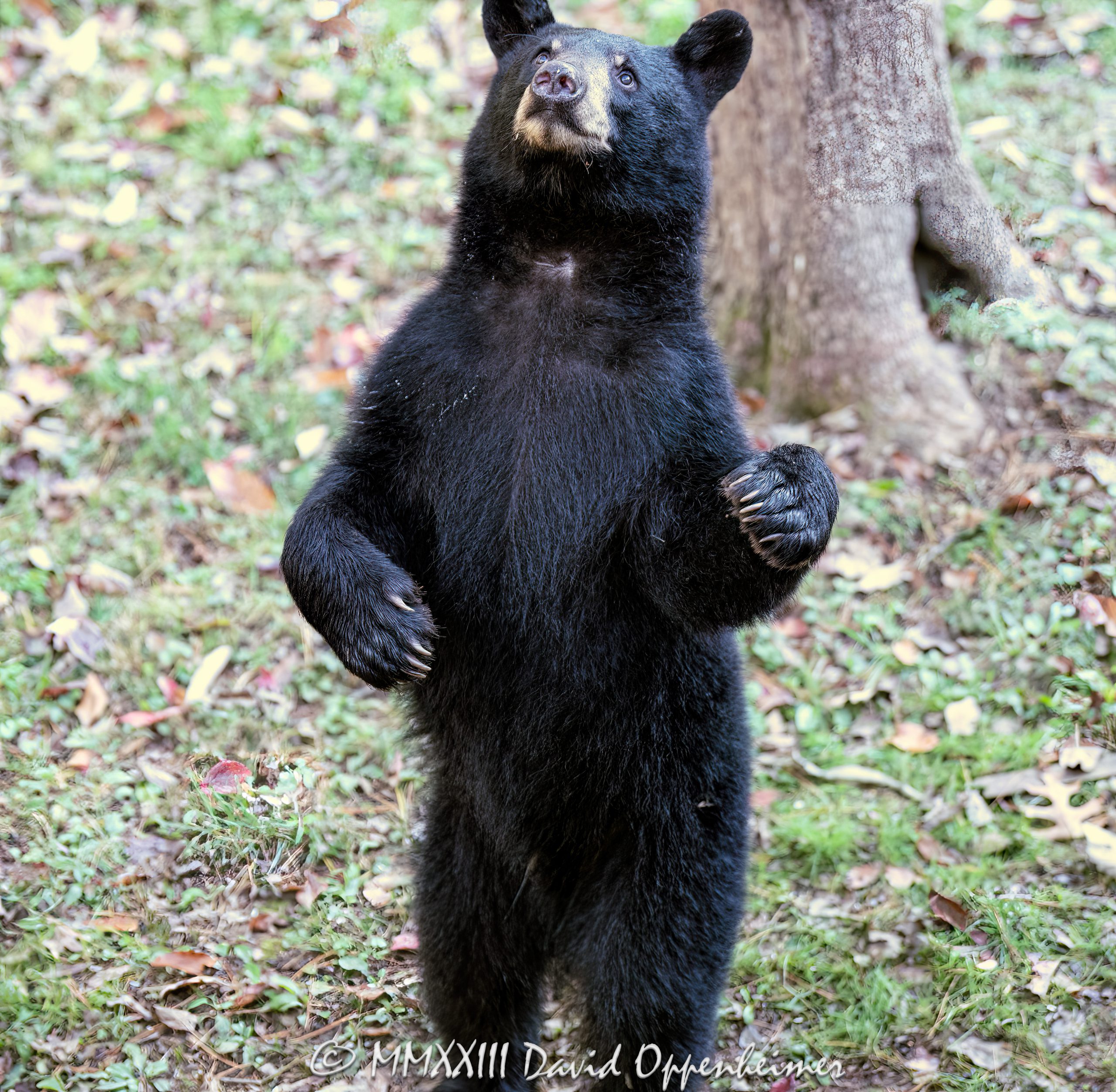 Bear Photos - Black Bear Photographs by David Oppenheimer - Performance ...
